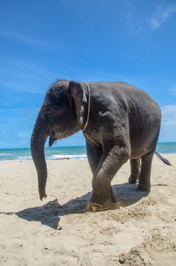 Elephant on the beach stock photo. Image of tourism, tradition - 26185954