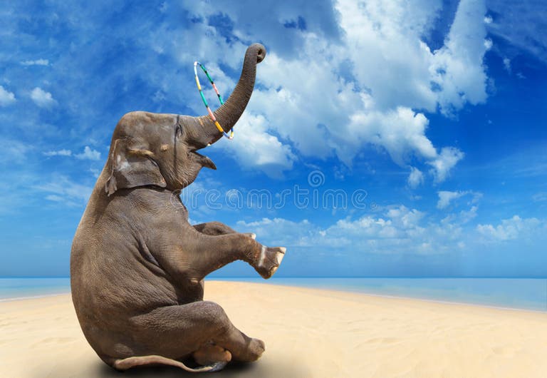 Elephant on the beach stock photo. Image of elephant - 34133078