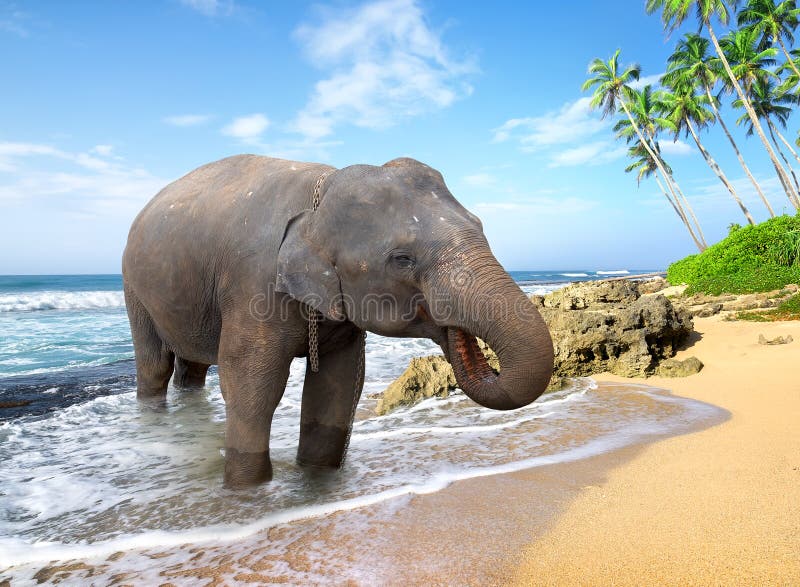 Elephant on the beach stock photo. Image of mammal, cloud - 65559186