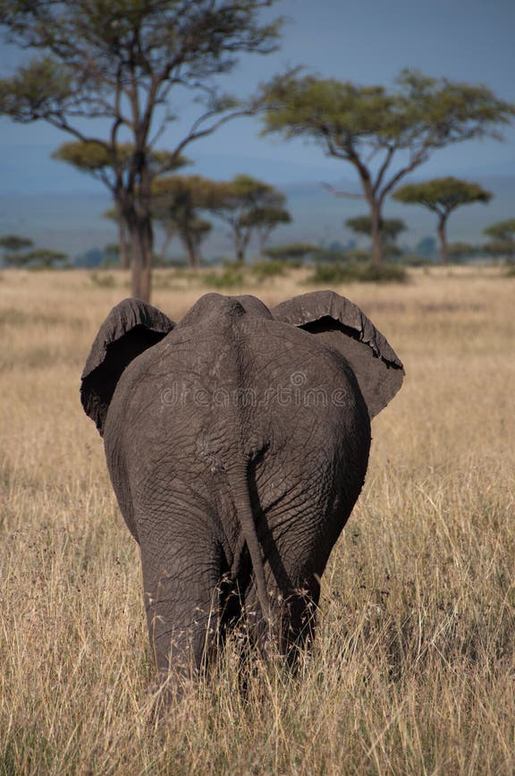 Elephant from Behind stock photo. Image of elephant, baby - 21078164