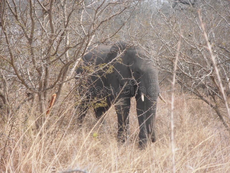 Elephant Hiding Behind Tree Stock Photo - Image of trunk, african: 16932208