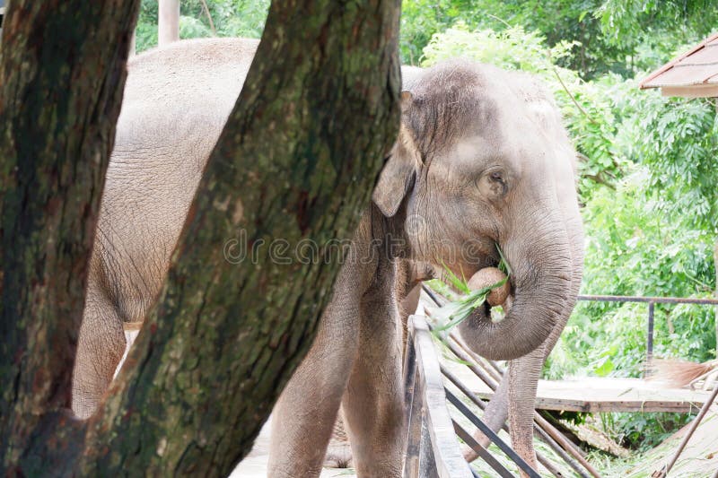 Elephant Behind a Tree in the Zoo Stock Image - Image of eating, animal ...