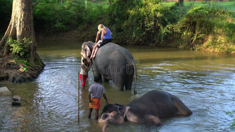 Elephant Being Washed by Handler in Pool, Sigiriya Stock Video - Video ...