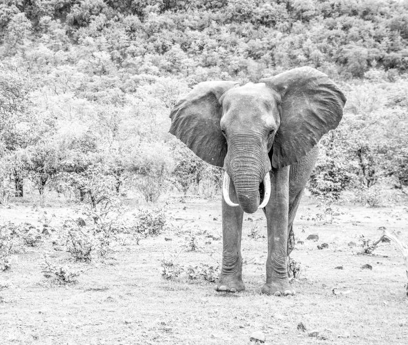 Elephant. stock photo. Image of wildlife, zimbabwe, black - 31806814