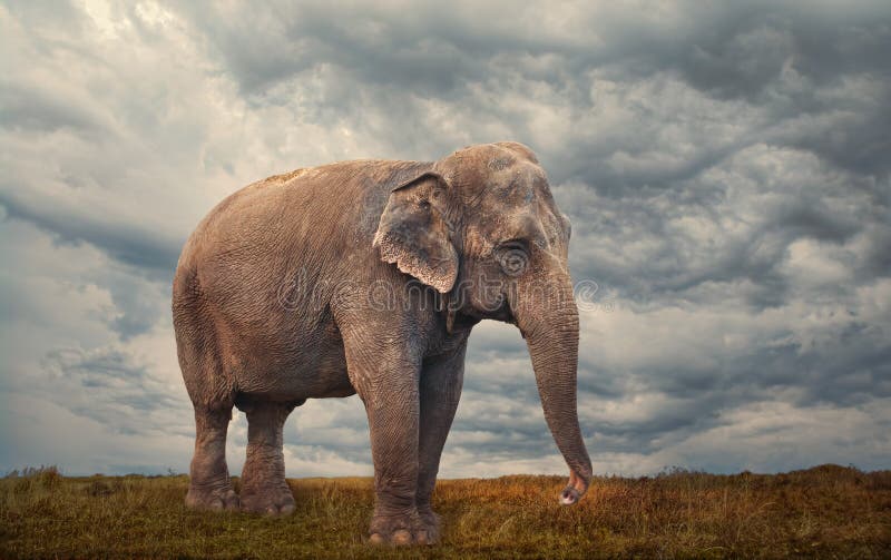 Elephant stock image. Image of elephant, mammal, animal - 41289105