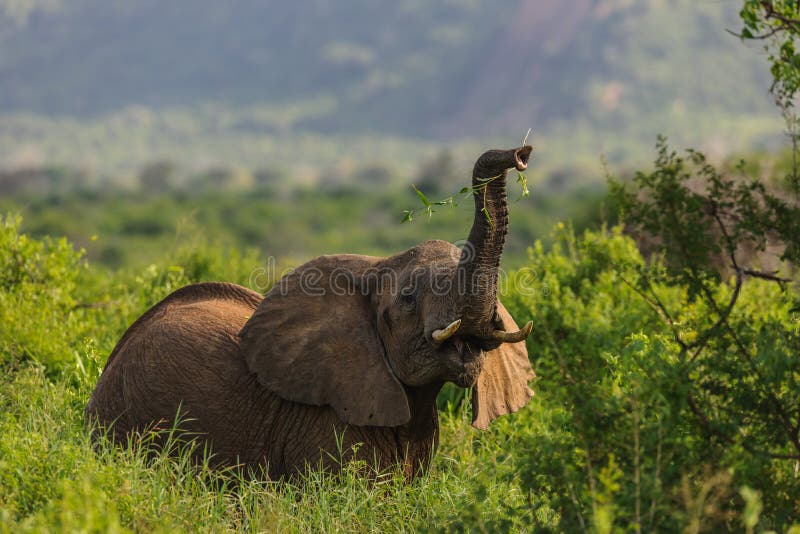 Elephant stock photo. Image of safari, ivory, danger - 67295202