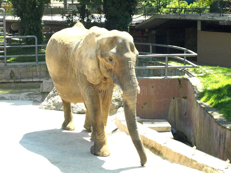 Elephant with big trunk stock image. Image of bovine - 265125067