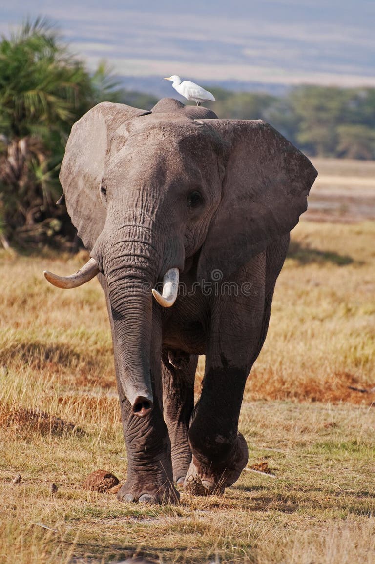 7,810 Elephant Bird Stock Photos - Free & Royalty-Free Stock Photos ...