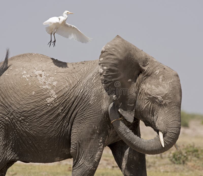 Elephant Bird