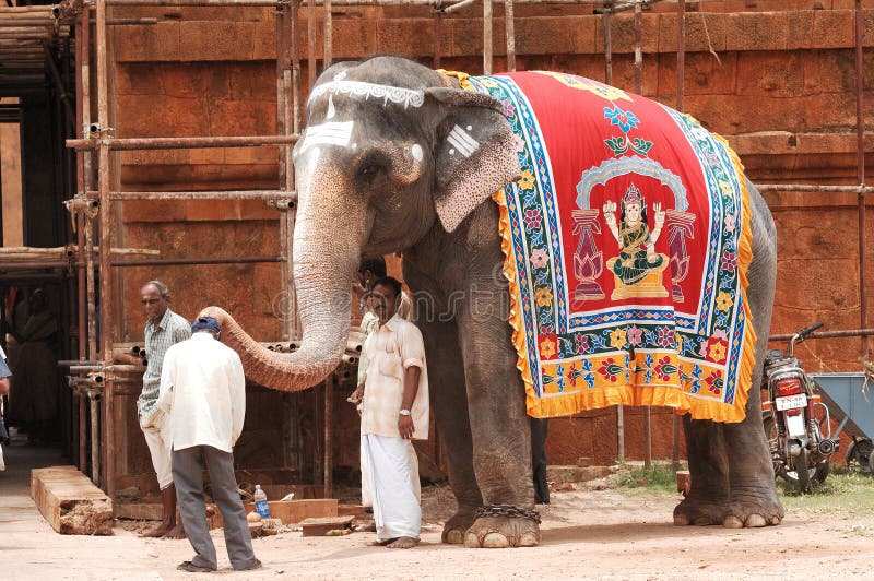 Elephant Blessing People with the Trunk Editorial Stock Image - Image ...