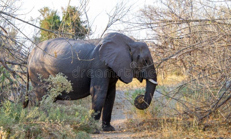Elephant Blocks Game Trail in the Wilderness Stock Photo - Image of ...