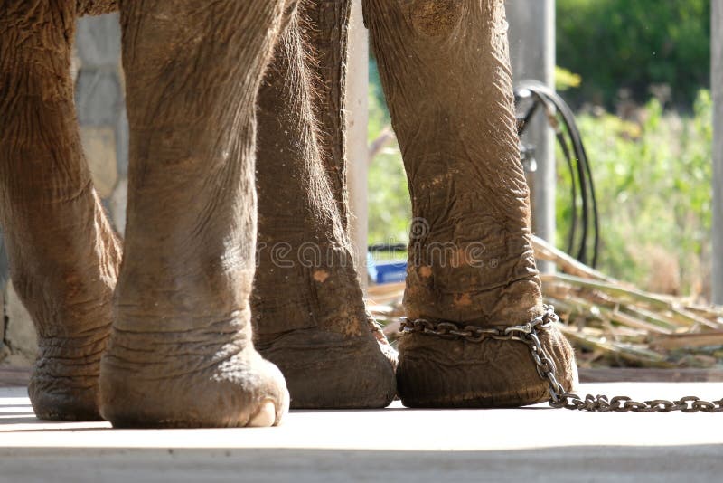 Elephant bondage stock photo. Image of captured, pitiable - 220602938