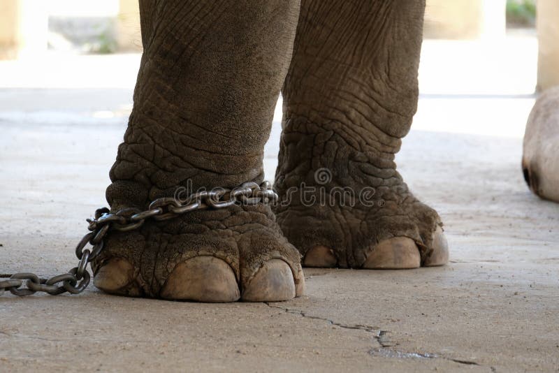 Elephant bondage stock photo. Image of park, slave, confinement - 220602978