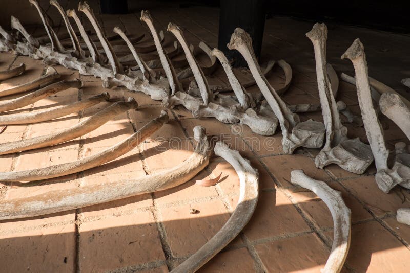Elephant Bones in Thailand. Stock Photo - Image of african, carcass ...