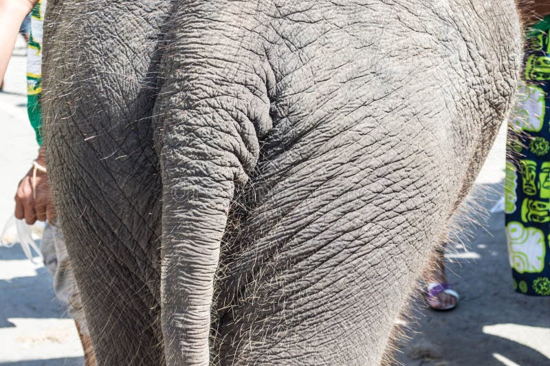 Elephant Rear End Stock Photos - Free & Royalty-Free Stock Photos from ...