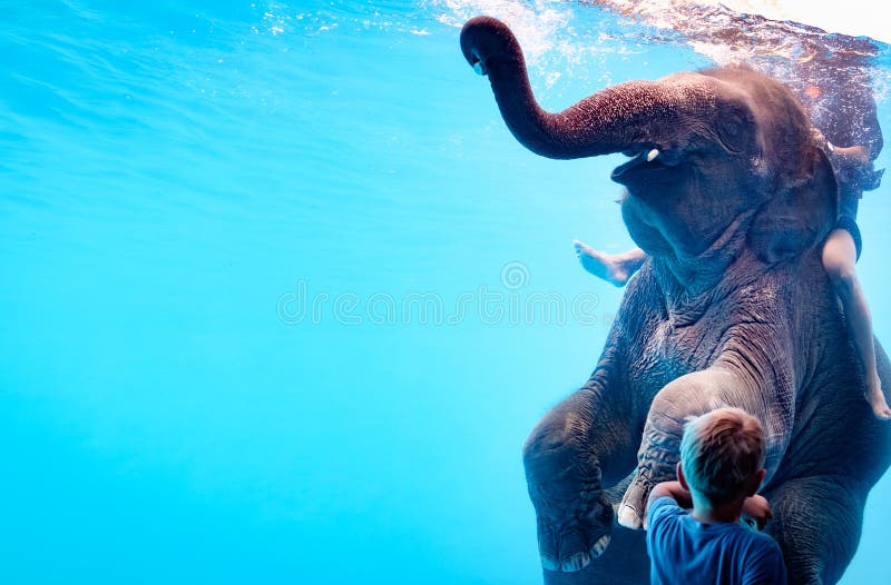 Elephant stock photo. Image of asian, play, nature, mammal - 93143176