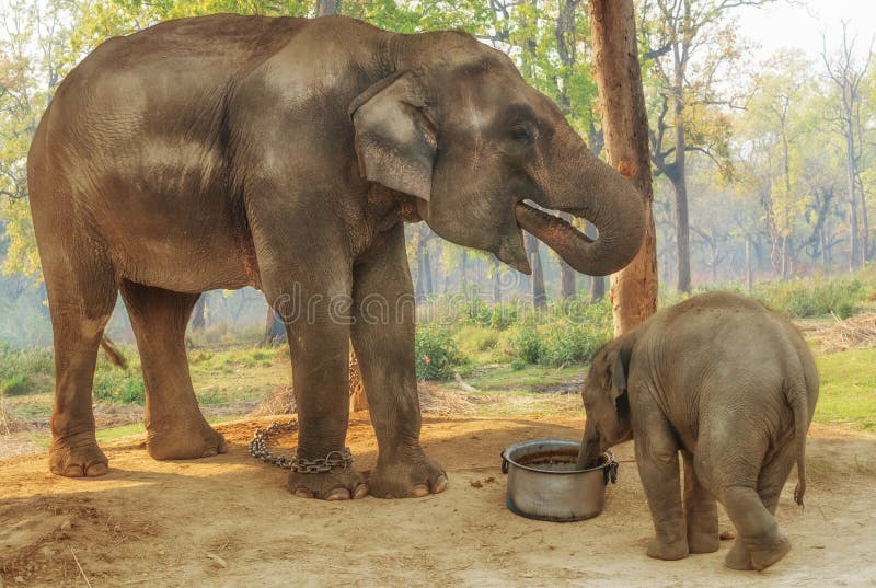 Elephant in the Breeding Center at Chitwan National Park in Nepal Stock ...