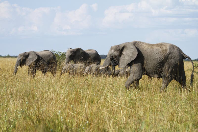 Elephant Breeding Herd stock photo. Image of groups, grassland - 20532316