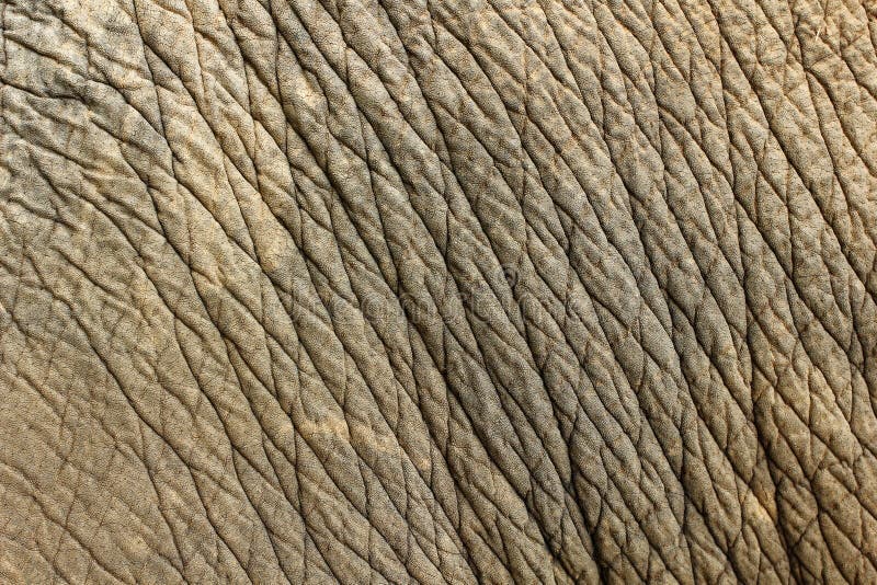 5,655 Elephant Skin Texture Stock Photos - Free & Royalty-Free Stock Photos from Dreamstime