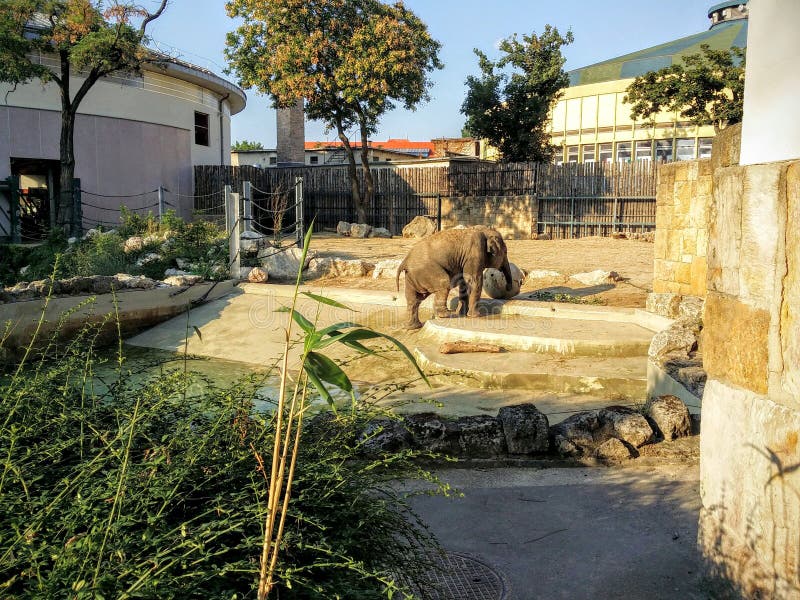 Elephant in the Budapest Zoo Stock Photo - Image of stone, sand: 57710014
