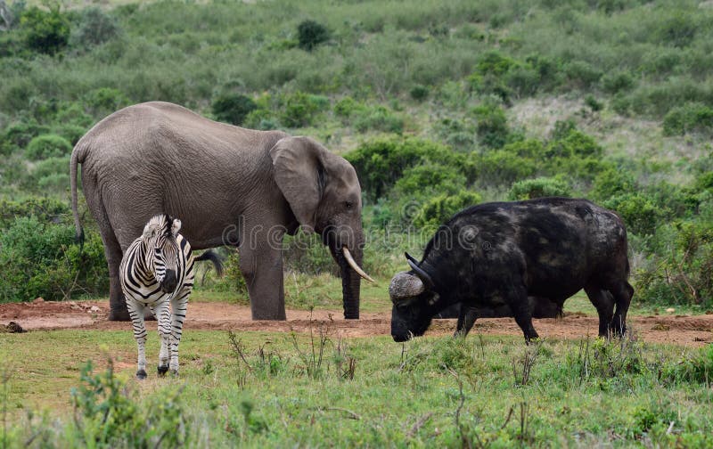 Elephant, Buffalo & Zebra Stock Image - Image of herd, water: 79028739