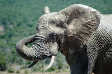 2,435 Profile Elephant Head Stock Photos - Free & Royalty-Free Stock ...