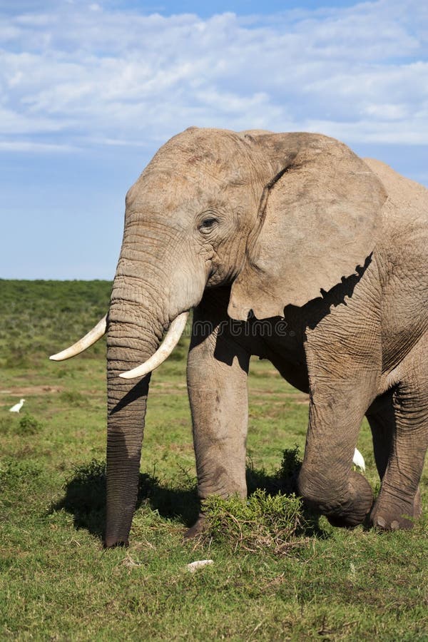 Elephant Bull stock image. Image of face, national, bull - 22540785