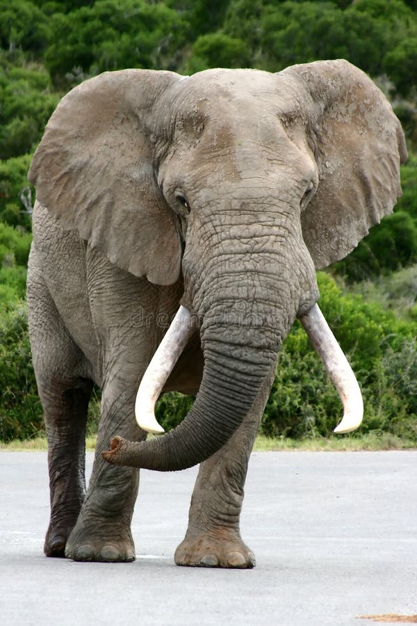 Elephant Bull stock image. Image of park, elephant, african - 2430511