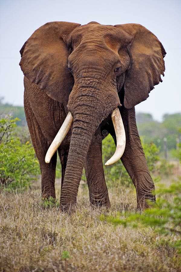 Elephant Bull stock image. Image of leader, africa, conservation - 8677863