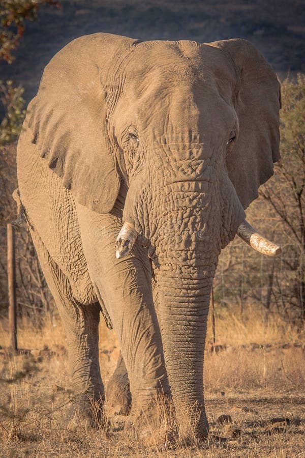 147 Tusk Broken Stock Photos - Free & Royalty-Free Stock Photos from ...