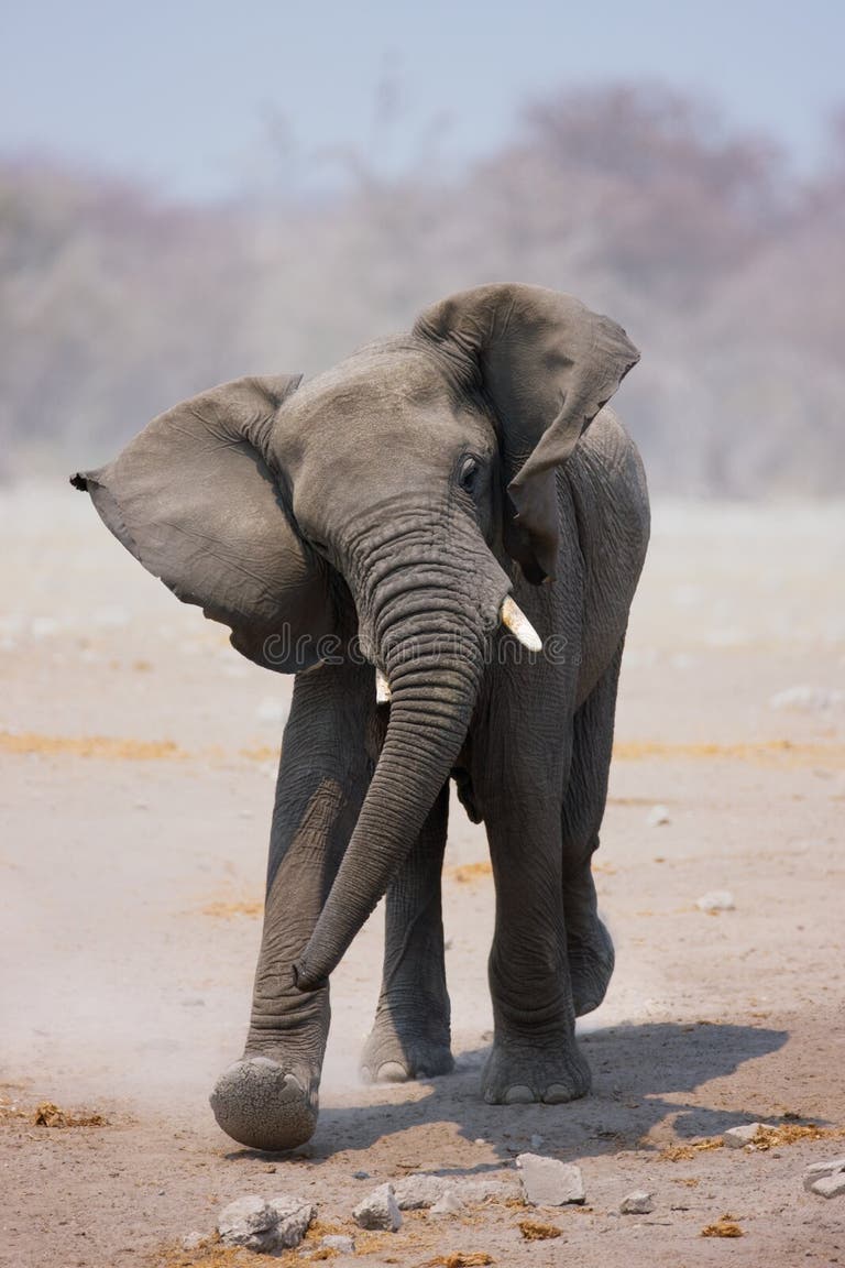 985 Angry Elephant Stock Photos - Free & Royalty-Free Stock Photos from ...