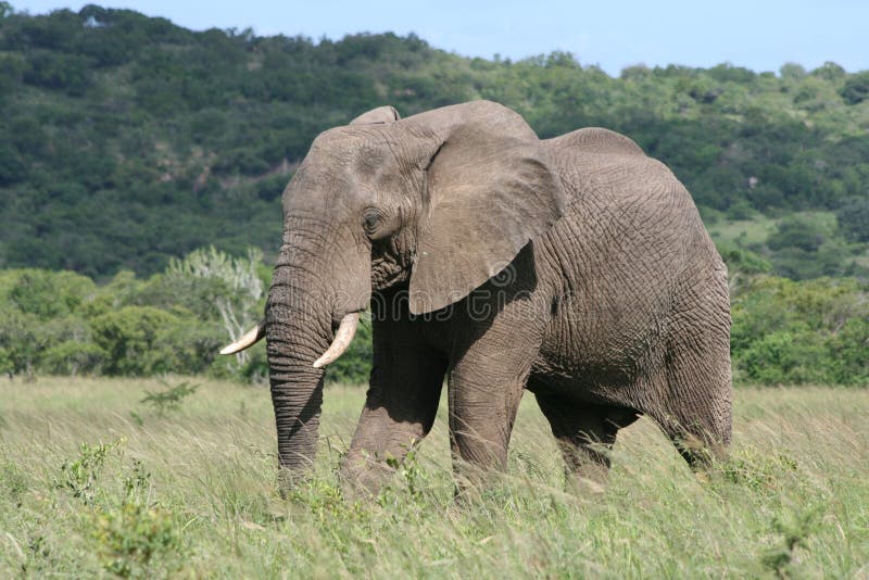 Elephant bull marching stock photo. Image of big5, africa - 108972930