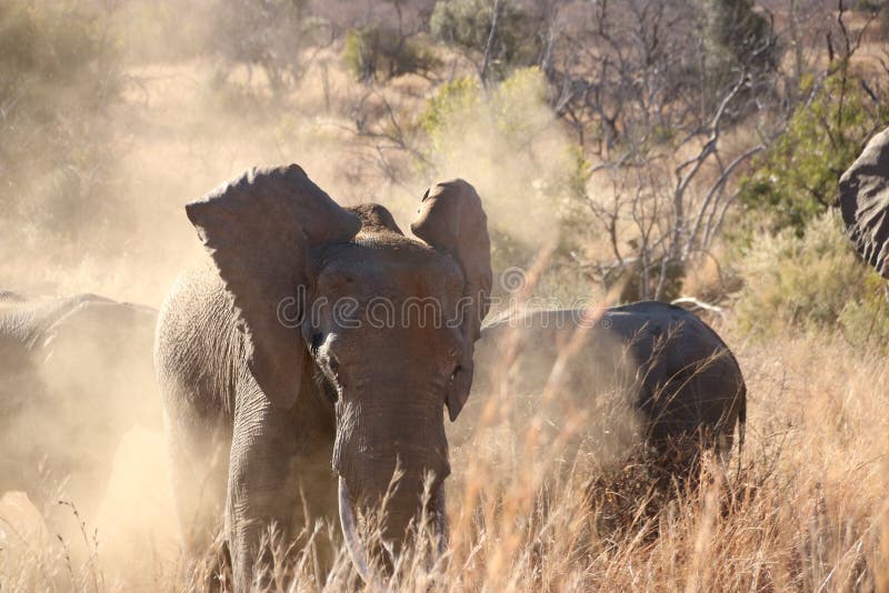 Elephant bull stock photo. Image of shaking, bath, dust - 46010226