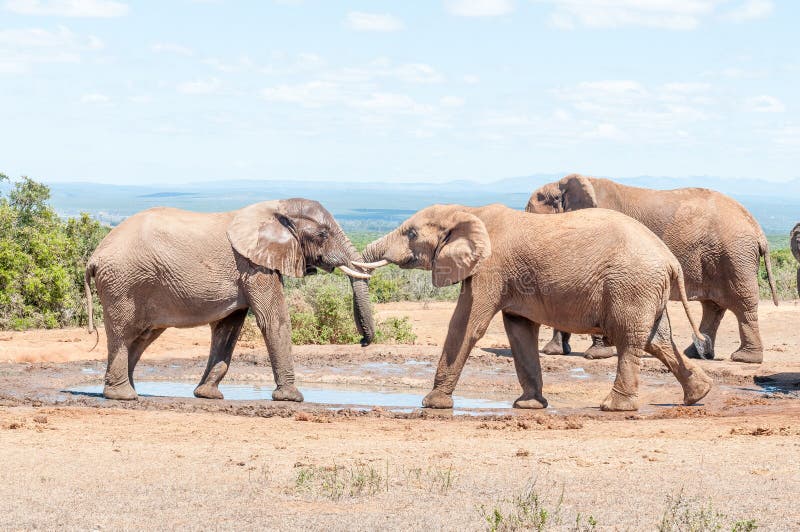 Elephant strength stock image. Image of eyes, strength - 66864653