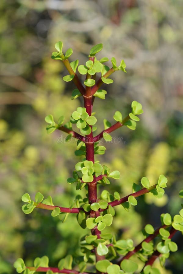 Elephant Bush Used in Xeriscaped Garden Stock Image - Image of edible ...