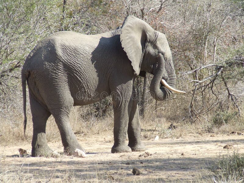 Elephant Busy Cleaning His Eye Stock Image - Image of ready, wildlife ...