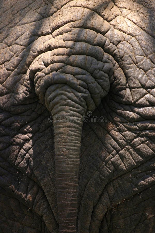 Elephant stock image. Image of hind, ecology, rear, biology - 140653