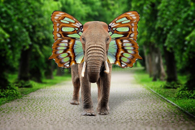 Elephant with Butterfly Wings Stock Photo - Image of decoration ...