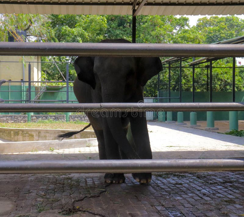 An Elephant in cage image stock photo. Image of elephantidae - 239779404