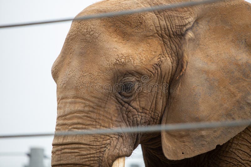 Elephant in Cage stock image. Image of trunk, captive - 270825209