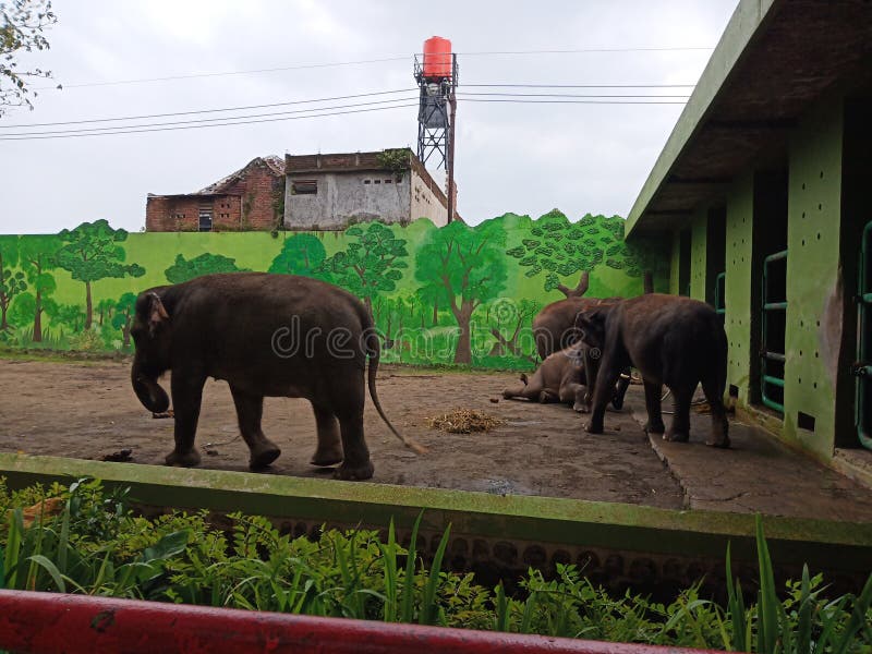 Elephant at cage stock photo. Image of three, elephant - 240460096