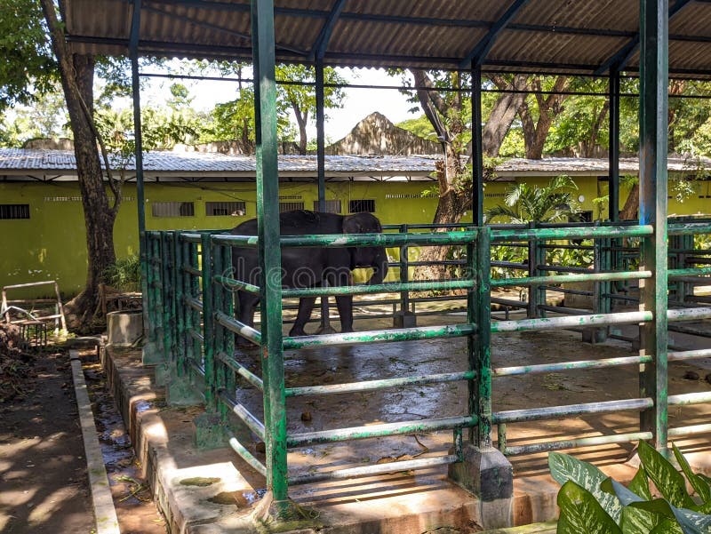 A Elephant in a Cage at the Zoo Stock Photo - Image of large, asian ...