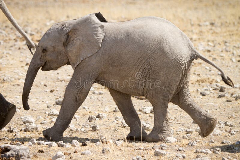 Baby Elephant Running stock image. Image of addo, animal - 15924979