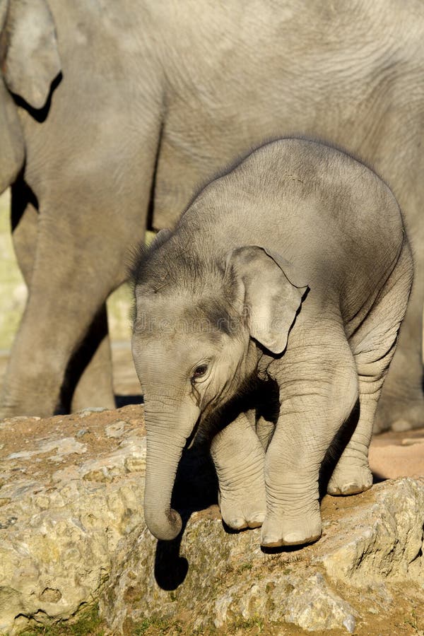 Elephant calf stock image. Image of activity, view, scared - 22215197