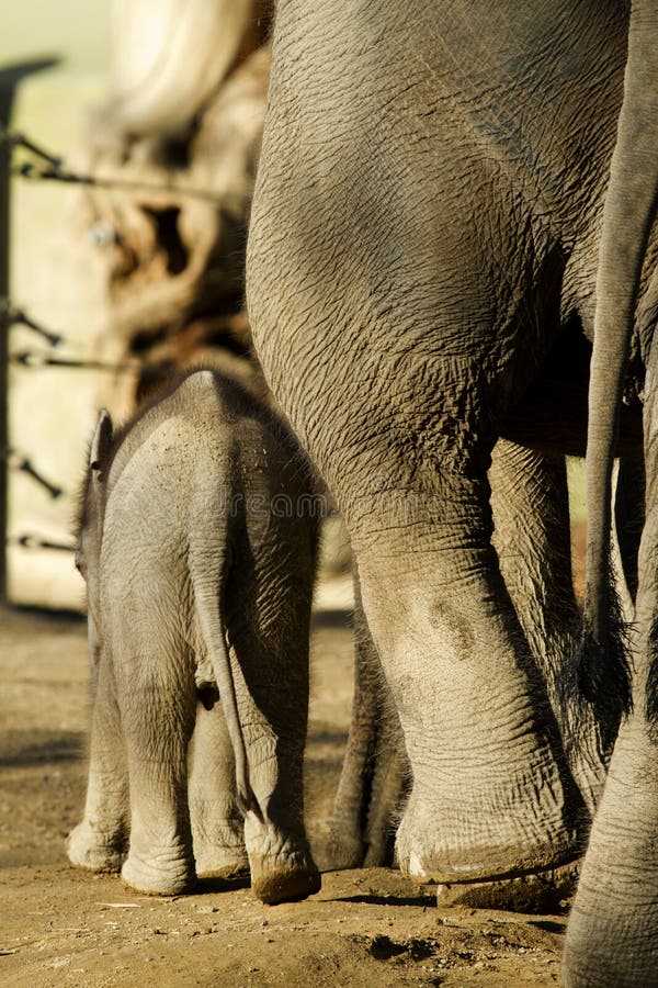 Elephant calf stock image. Image of walk, trunk, horizonal - 22215451