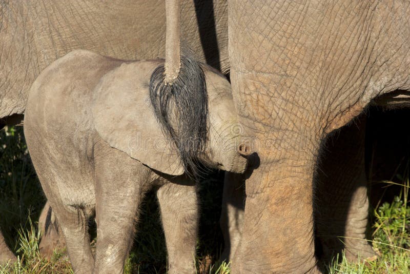 Elephant Calf stock image. Image of safari, wrinkled - 24055373