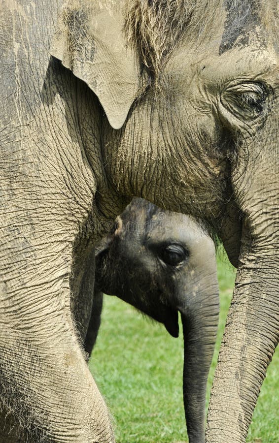 New-born Elephant-calf, Baby Stock Image - Image of brown, herbivores ...