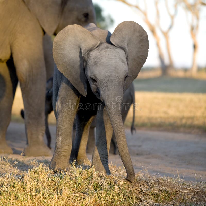Elephant calf stock image. Image of adventure, herd, travel - 6073849