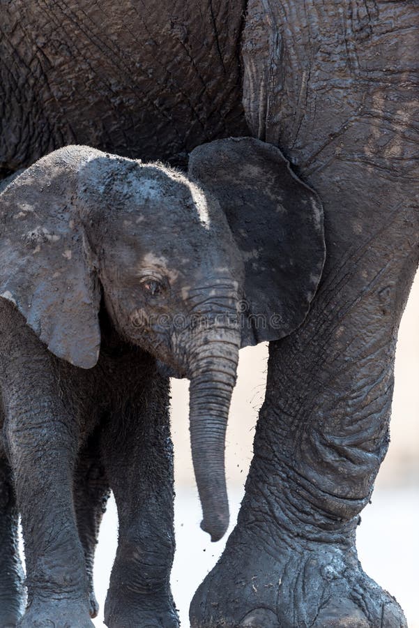 Elephant Calf, Baby Elephant Stock Photo - Image of mammal ...