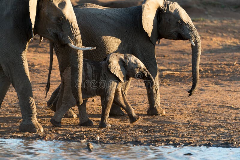 Elephant Calf, Baby Elephant Stock Photo - Image of park, huge: 174641584